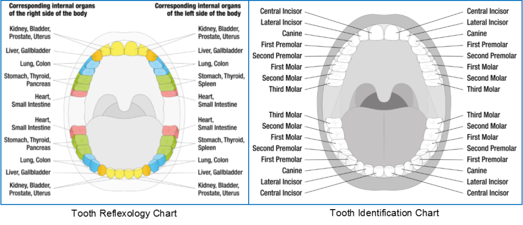 Whole Body Thermometry and Dental Health - Integrative Medical Specialists